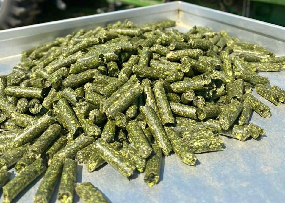 Lucerne/Molasses Pellets Winter Feed for Cattle, Goats & Horses | 50kg ...