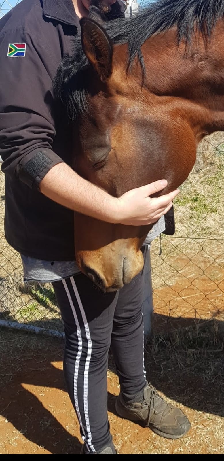 GORGEOUS, FLASHY 3YR OLD THOROUGHBRED STALLION FOR SALE OR SWAP | Junk Mail