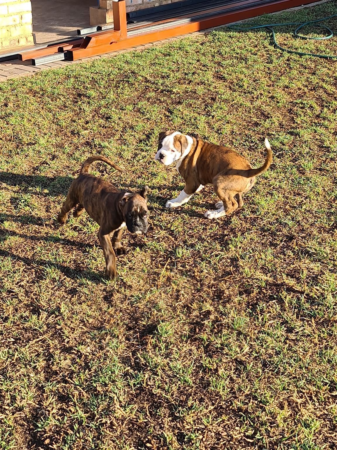 Boxer Puppies | Junk Mail