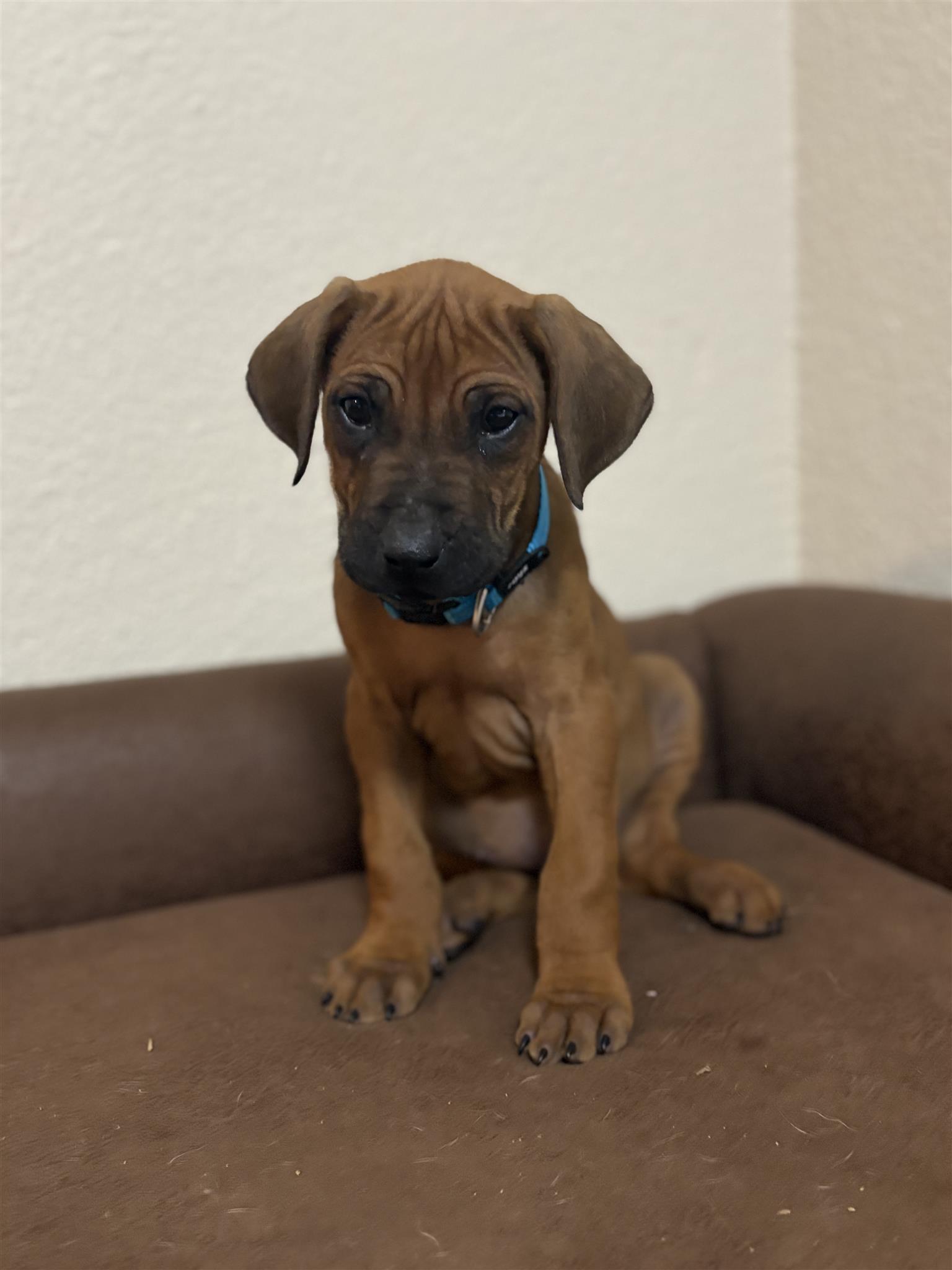 Rhodesian ridgeback puppies | Junk Mail Marketplace