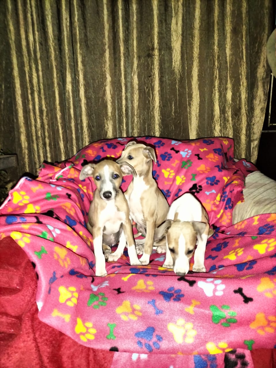 Whippet puppies available. Purebred . 9 weeks old vacinated. Healthy ...