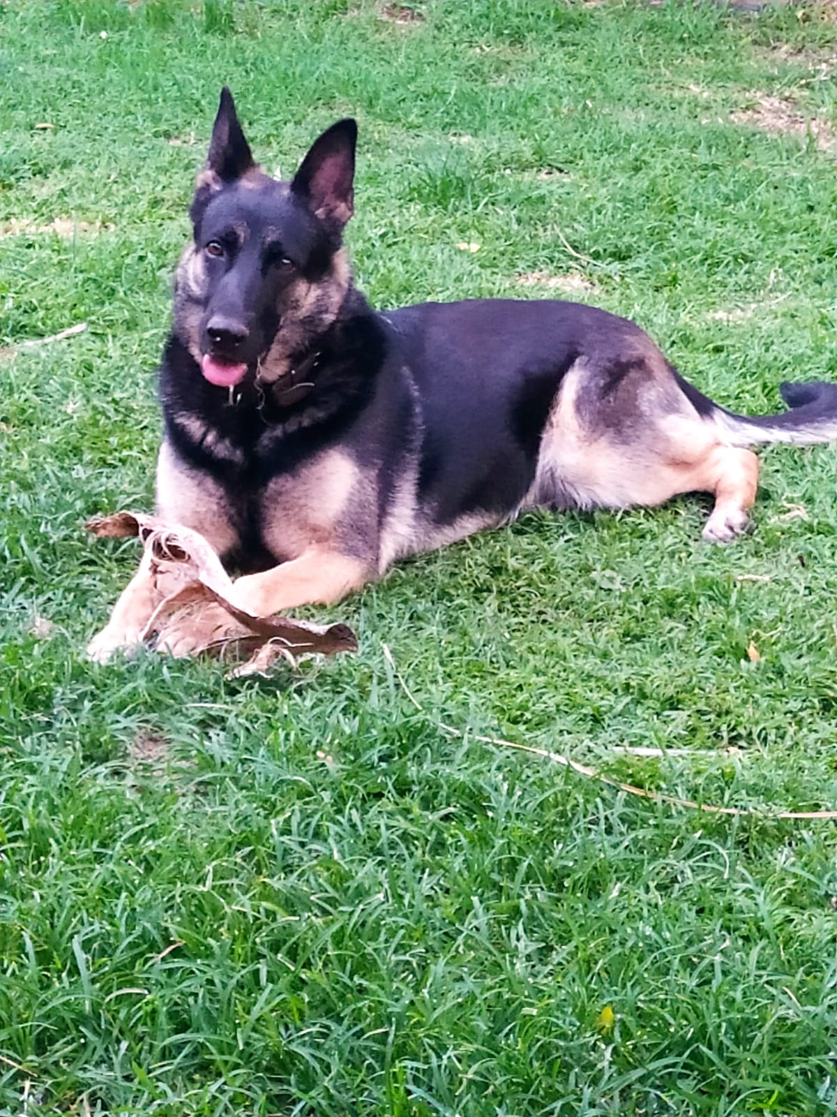 German Shepard puppies for sale | Junk Mail Marketplace