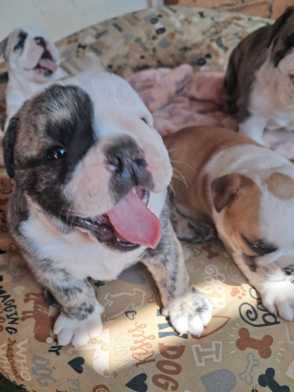 Gorgeous Exotic bulldog puppies available | Junk Mail