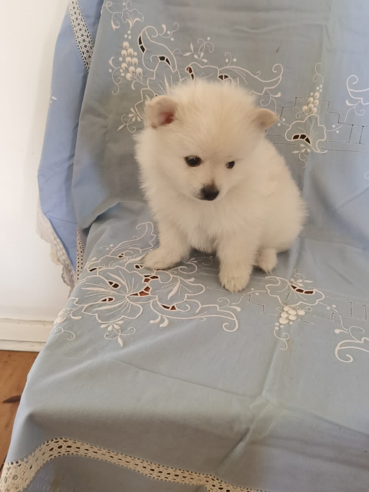 Toy pom (pomeranian ) | Junk Mail Marketplace