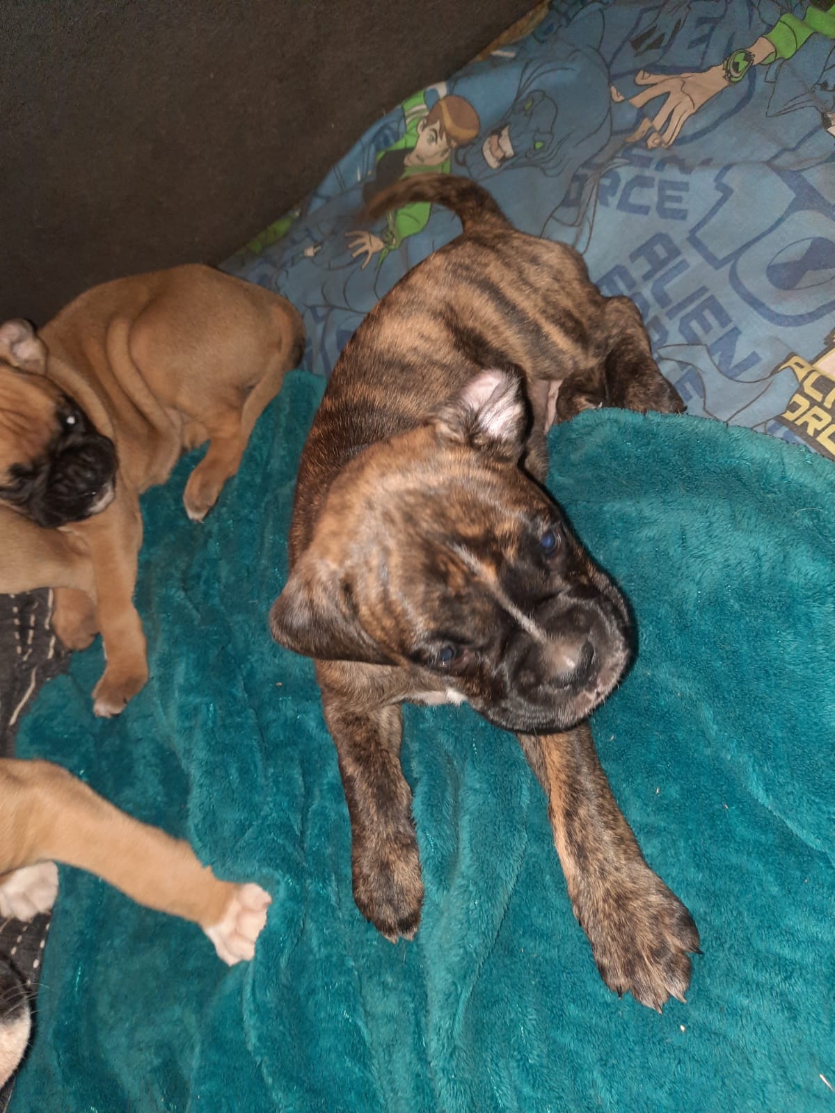 Pure Breed Boxer Puppy | Junk Mail