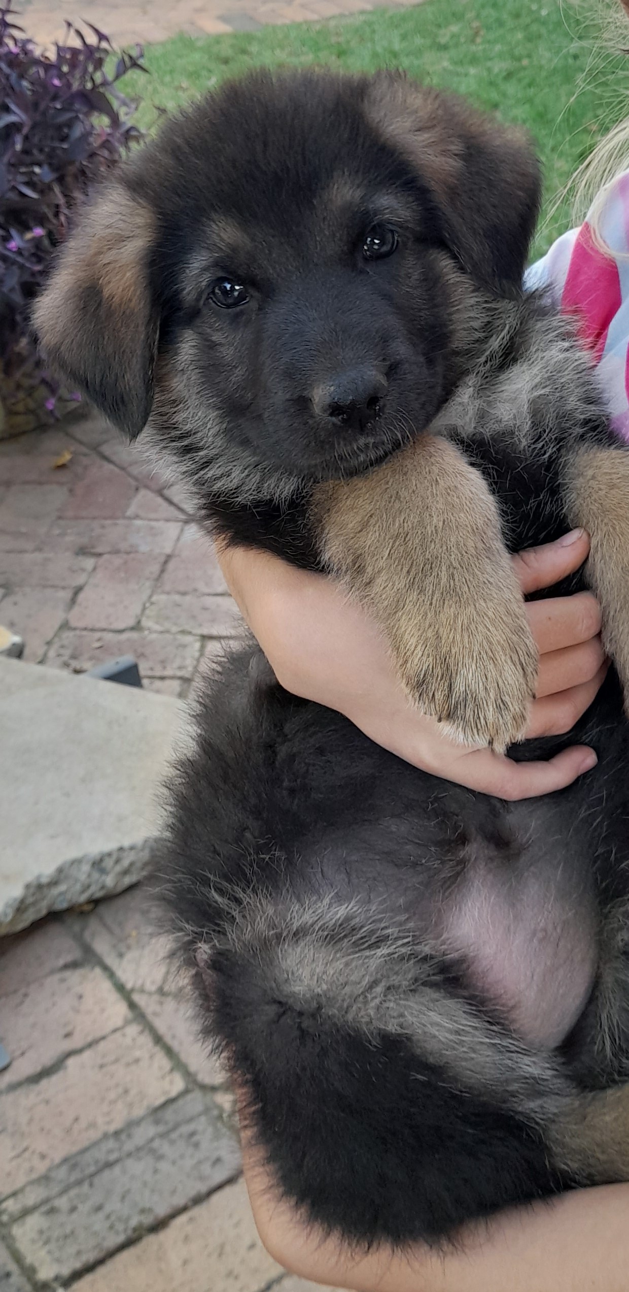 German Shepherd puppies looking for loving homes | Junk Mail