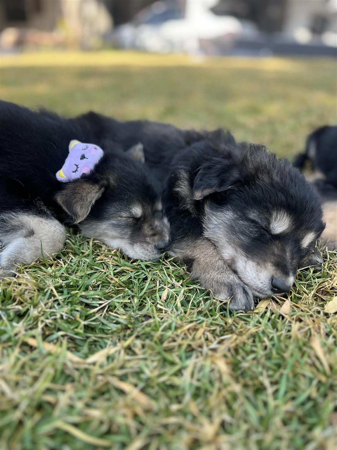 Shollie Puppies for sale | Junk Mail