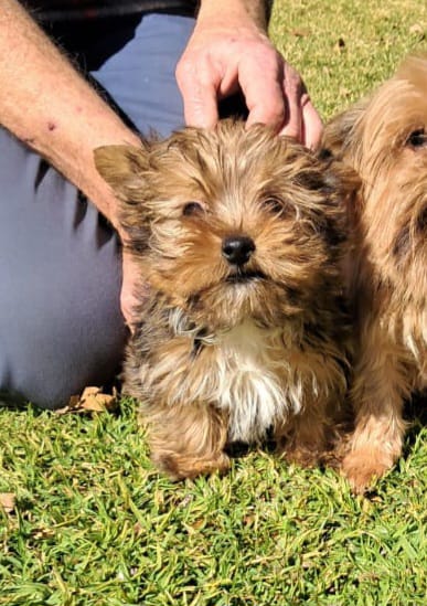 Yorkshire terrier puppies yorkies pocket size | Junk Mail Marketplace