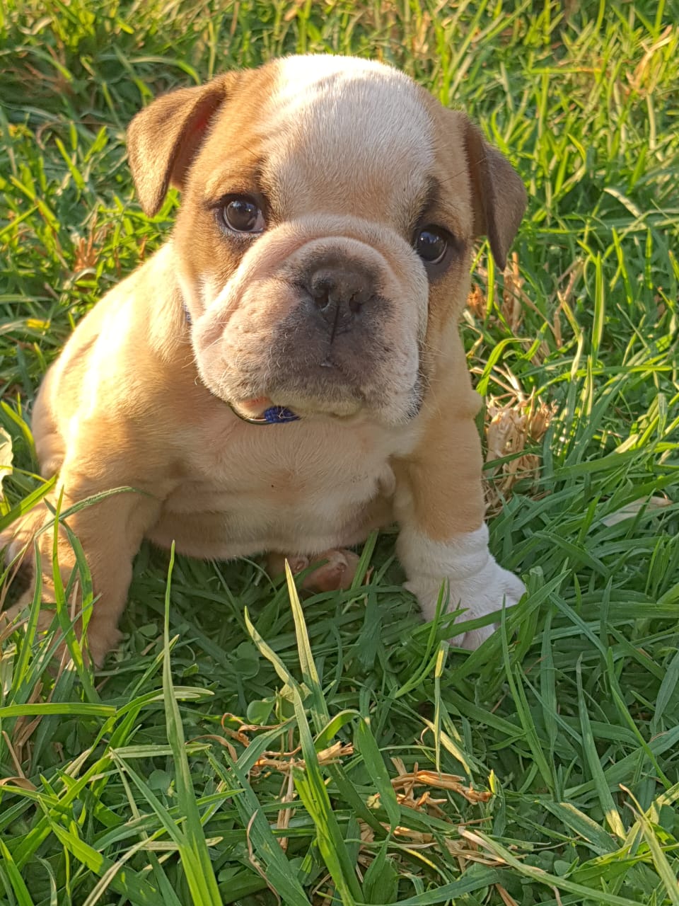 Gorgeous Exotic bulldog puppies available | Junk Mail