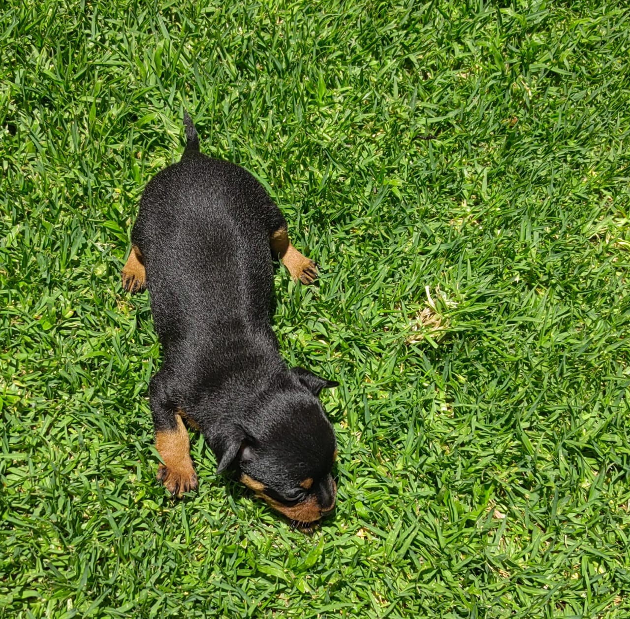 Miniature Doberman Pincher Puppies Junk Mail