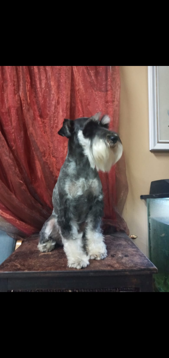 Beautiful miniature schnauzer puppies with brilliant white faces ...