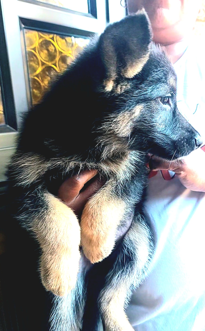German shepherd puppies available | Junk Mail Marketplace