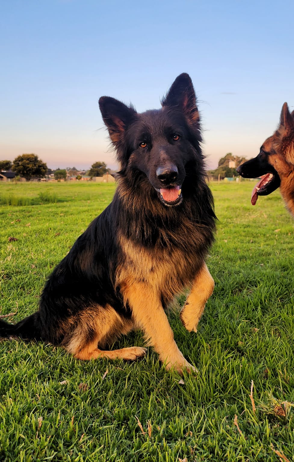 German shepherd puppies | Junk Mail