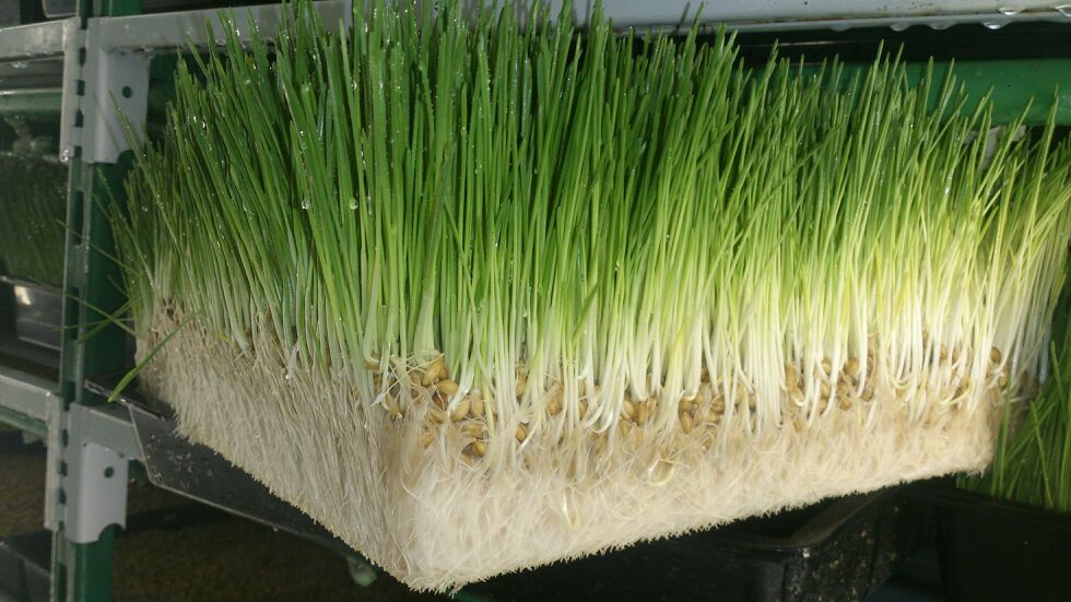 Green2Gro Fresh Animal Feed Units Fresh Fodder Green Feed | Junk Mail