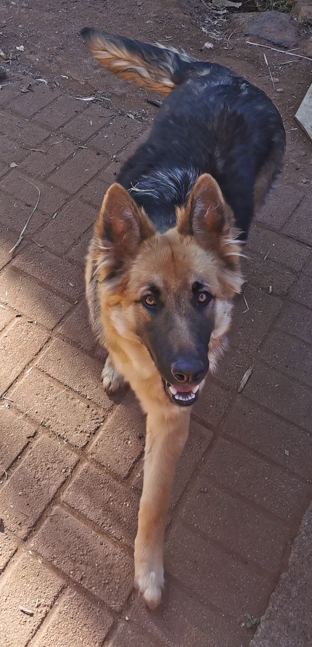GSD x Rhodesian Ridgeback | Junk Mail Marketplace
