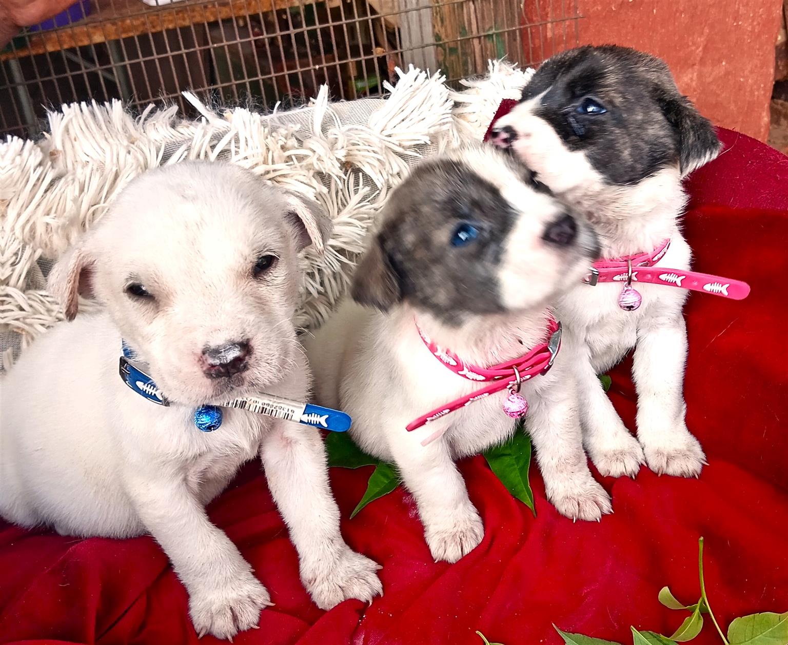 Beautiful Boxer terrier puppies | Junk Mail