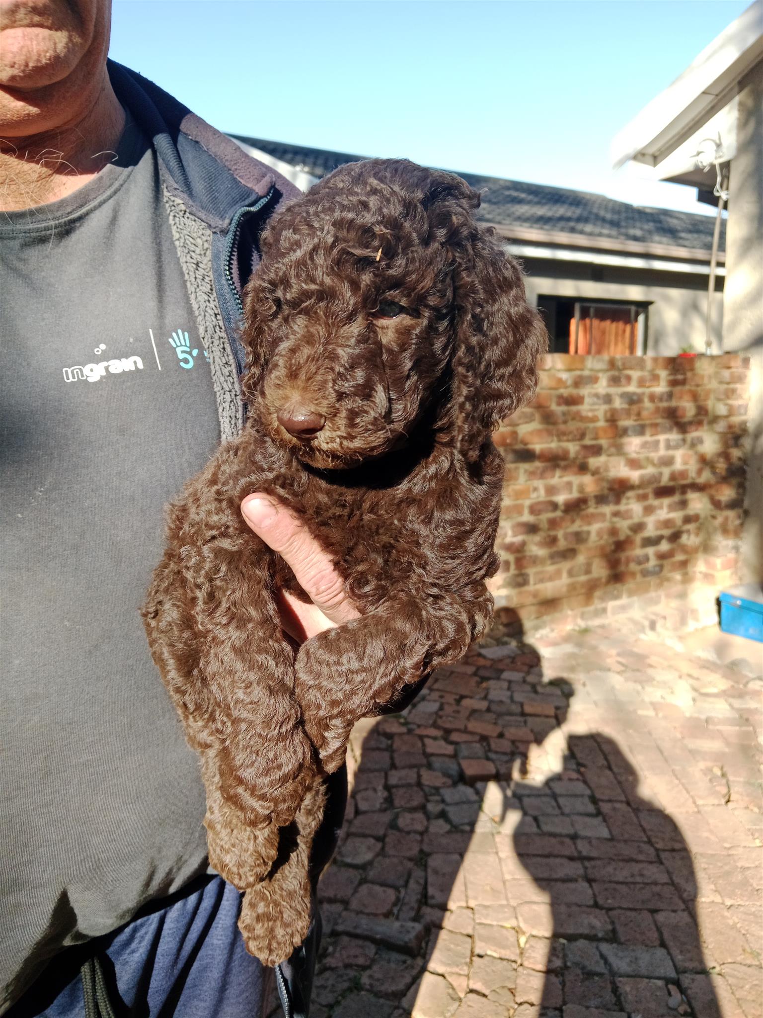 Standard French Poodle | Junk Mail Marketplace