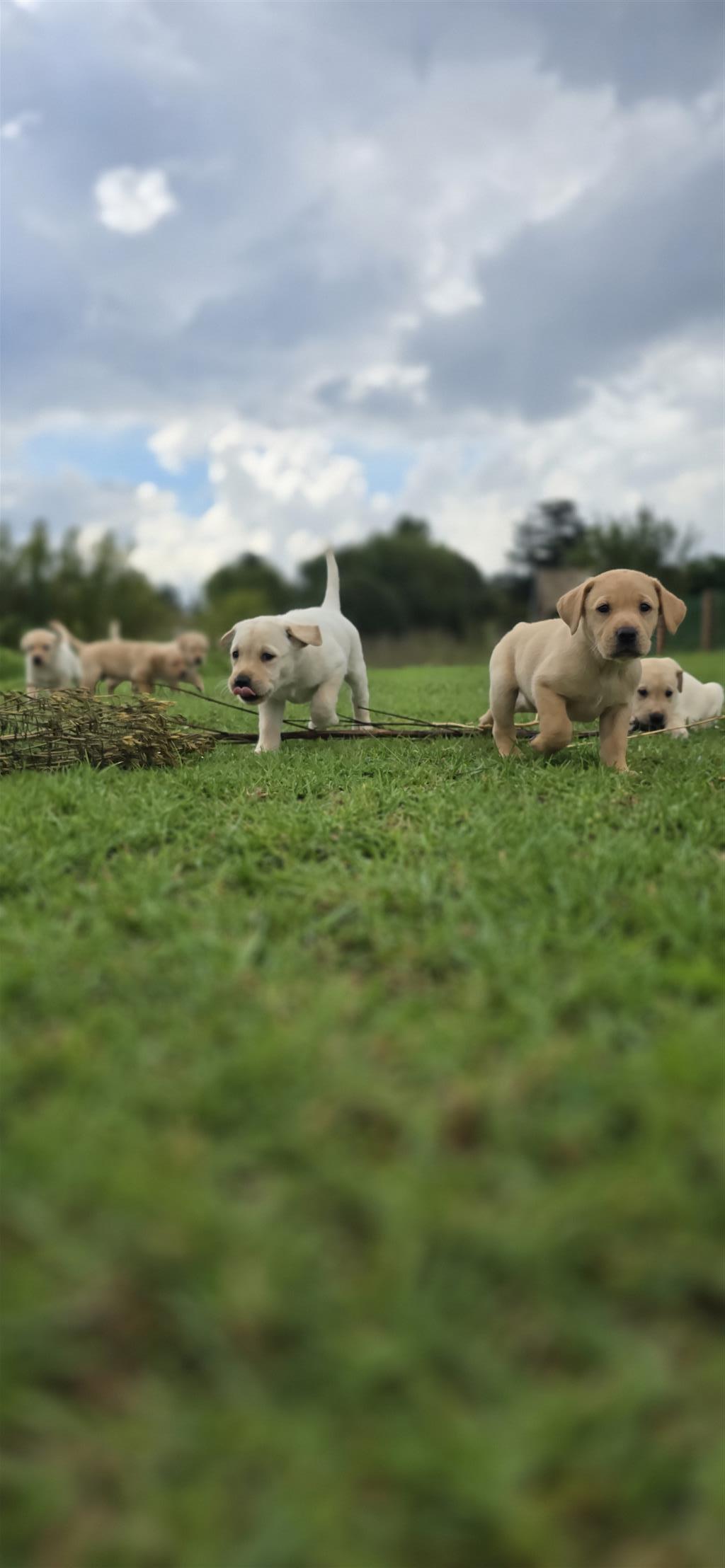 Beautiful Golden Labrador puppies | Junk Mail