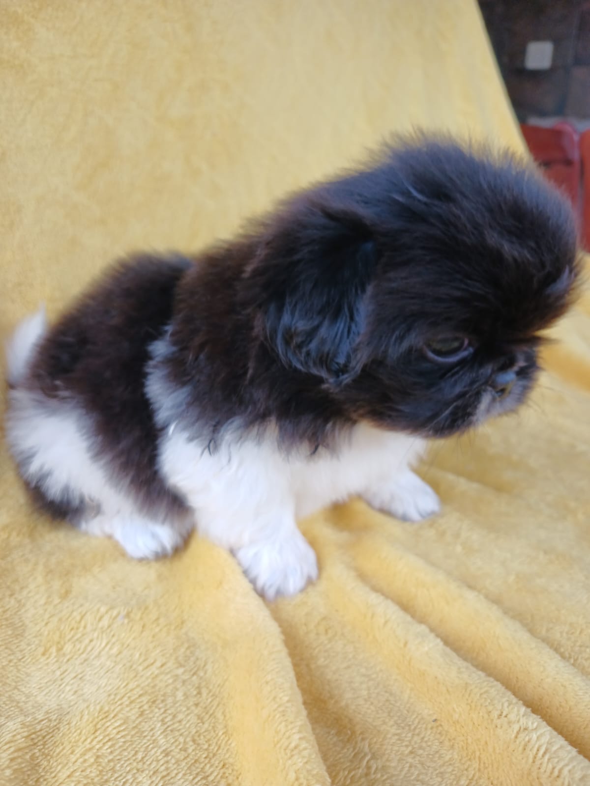 Pure Bred Pekingese | Junk Mail