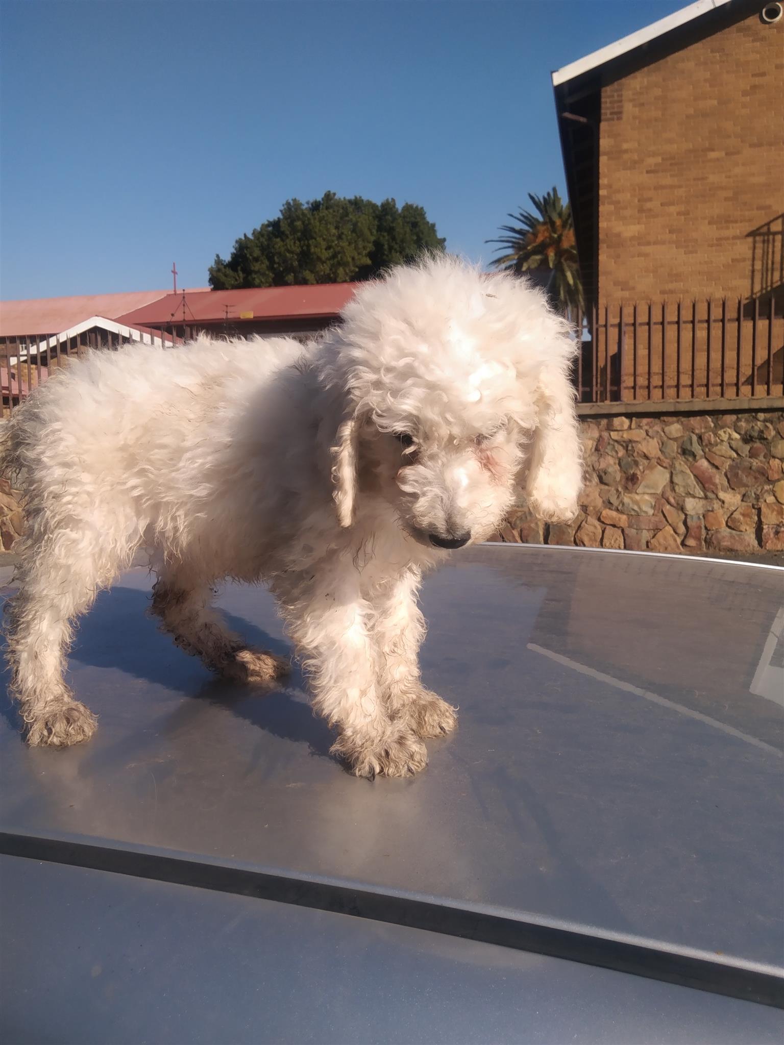 Standard French Poodles | Junk Mail