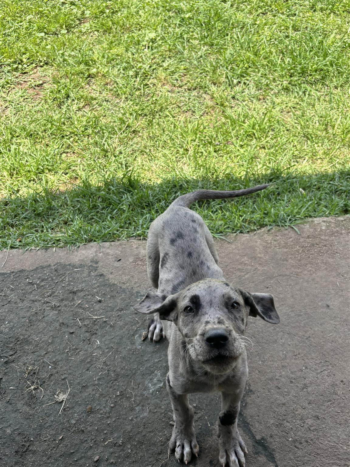 Female Great dane puppy 8 weeks old | Junk Mail Marketplace