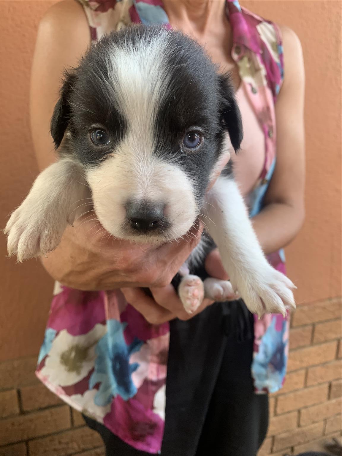 BorderCollies for sale / Skaaphondjies te koop | Junk Mail Marketplace