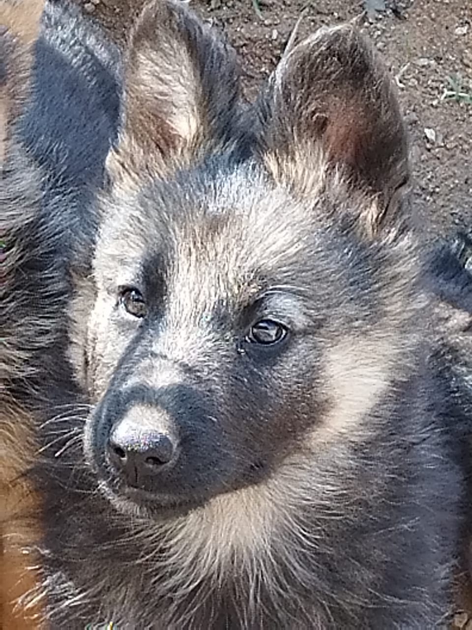 German shepherd puppies | Junk Mail