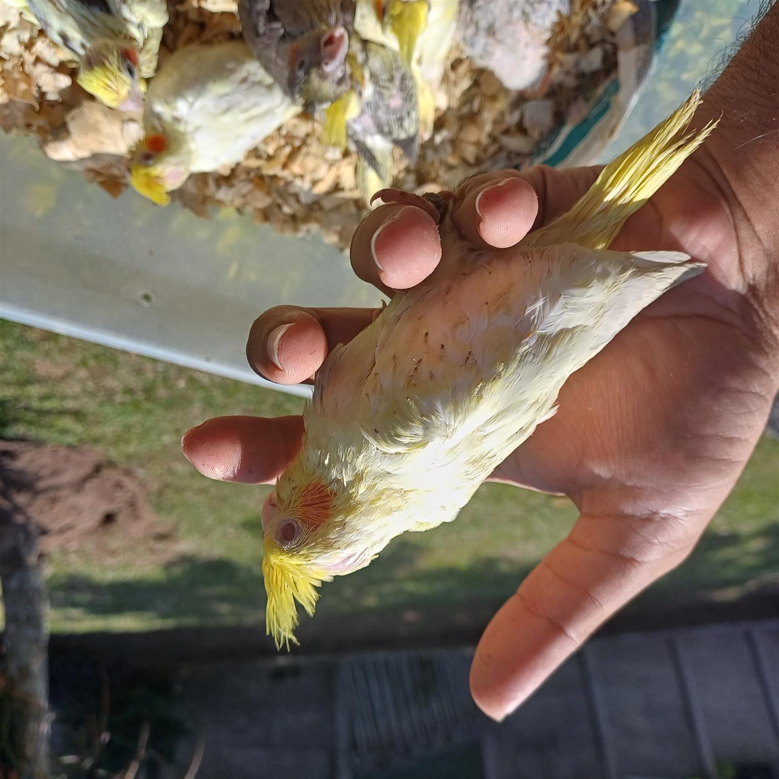 Hand reared cockatiels | Junk Mail