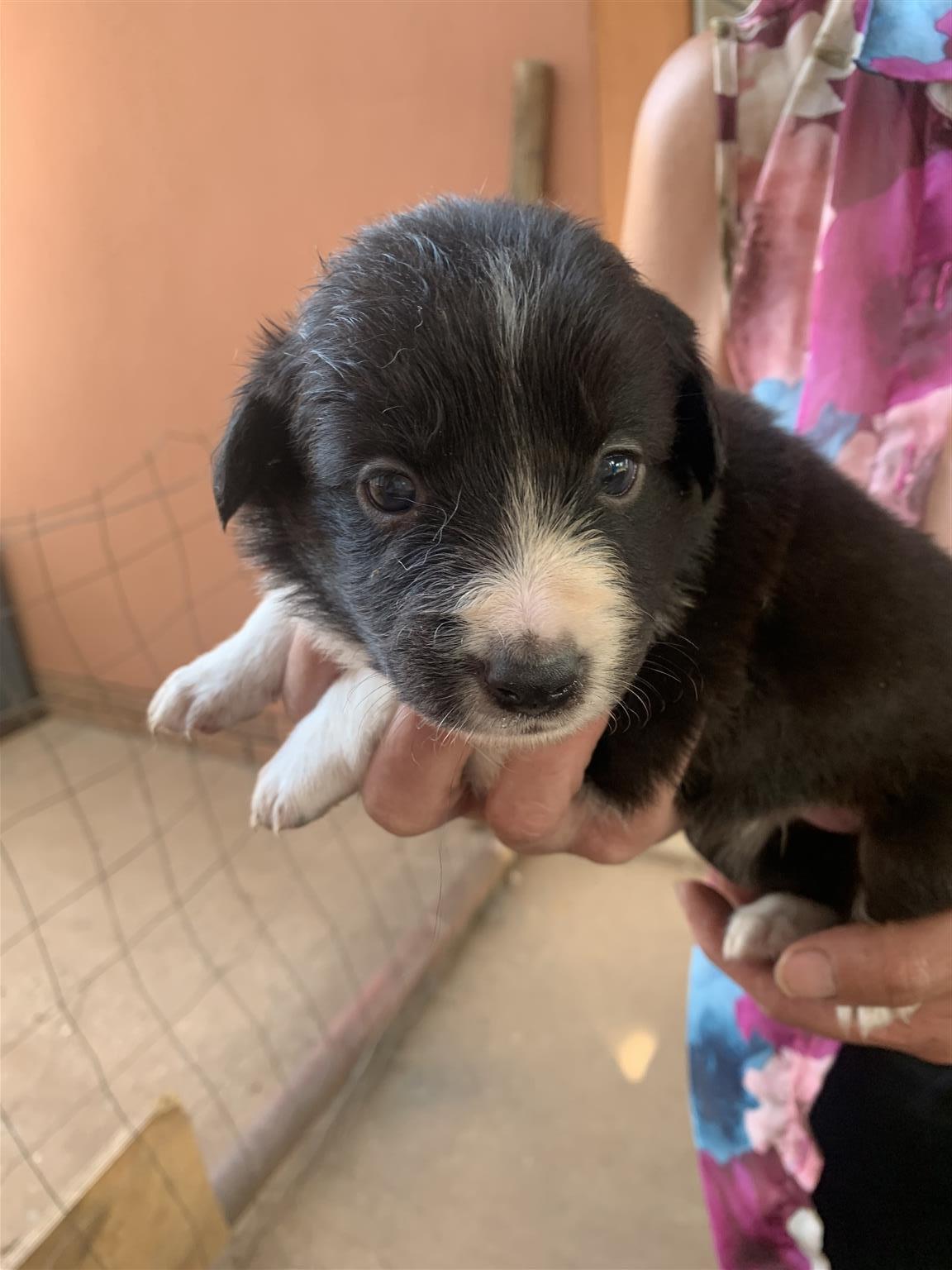BorderCollies for sale / Skaaphondjies te koop | Junk Mail Marketplace