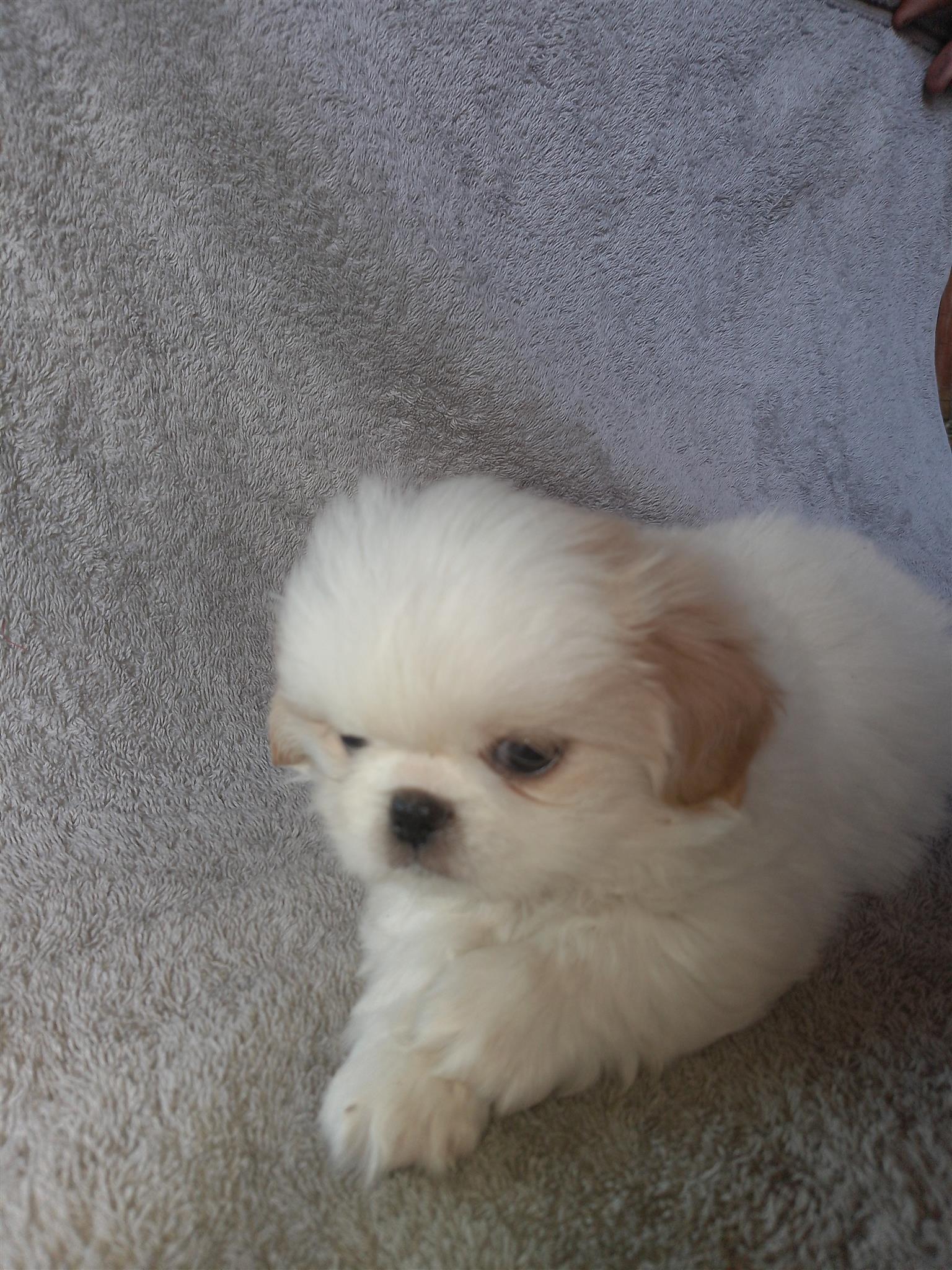 Pekingese Male puppies | Junk Mail Marketplace