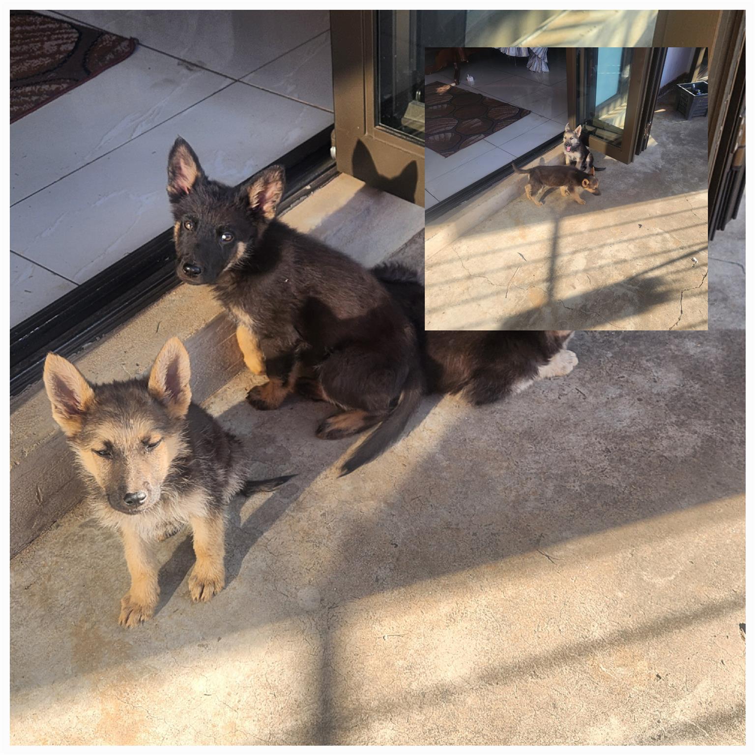 Pure German shepherd puppies | Junk Mail Marketplace