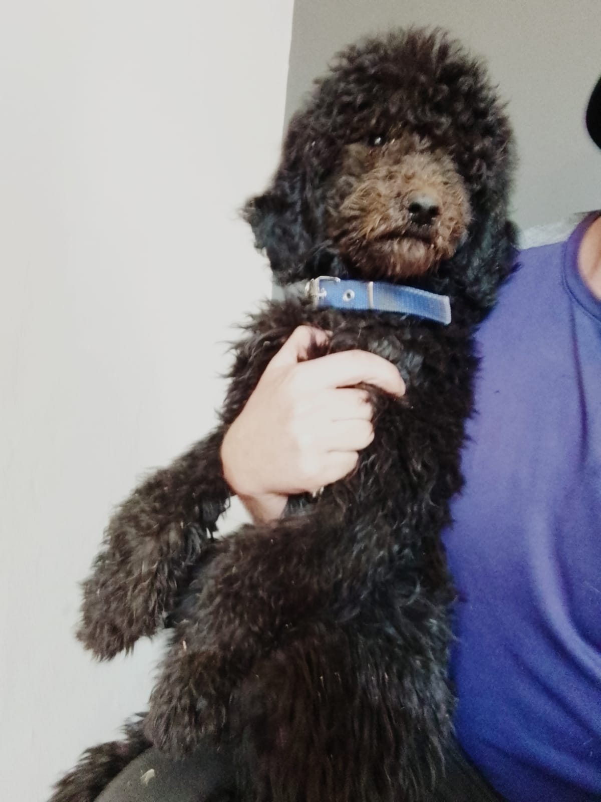 Standard French poodles | Junk Mail