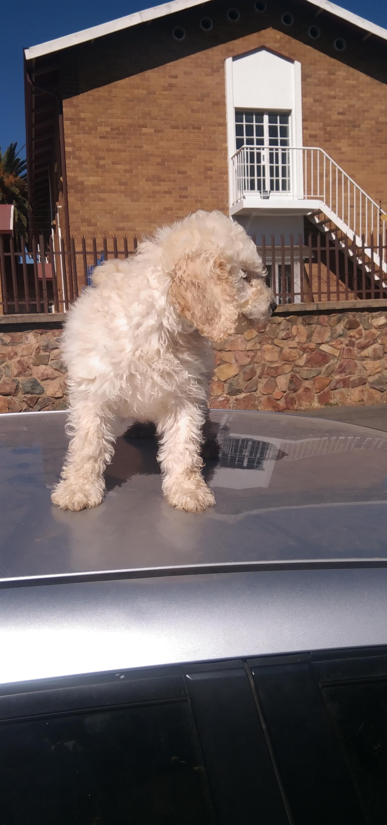 Standard French Poodles | Junk Mail