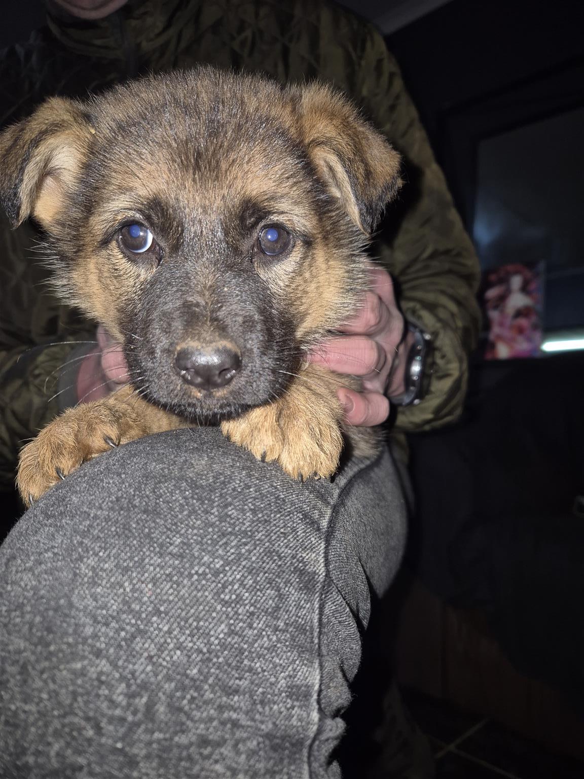 German shepard puppies | Junk Mail Marketplace