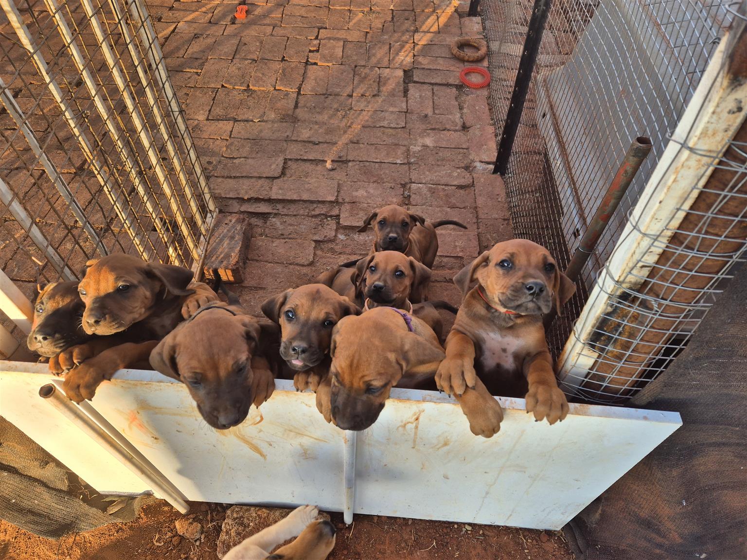 Rhodesian Ridgeback puppies | Junk Mail Marketplace
