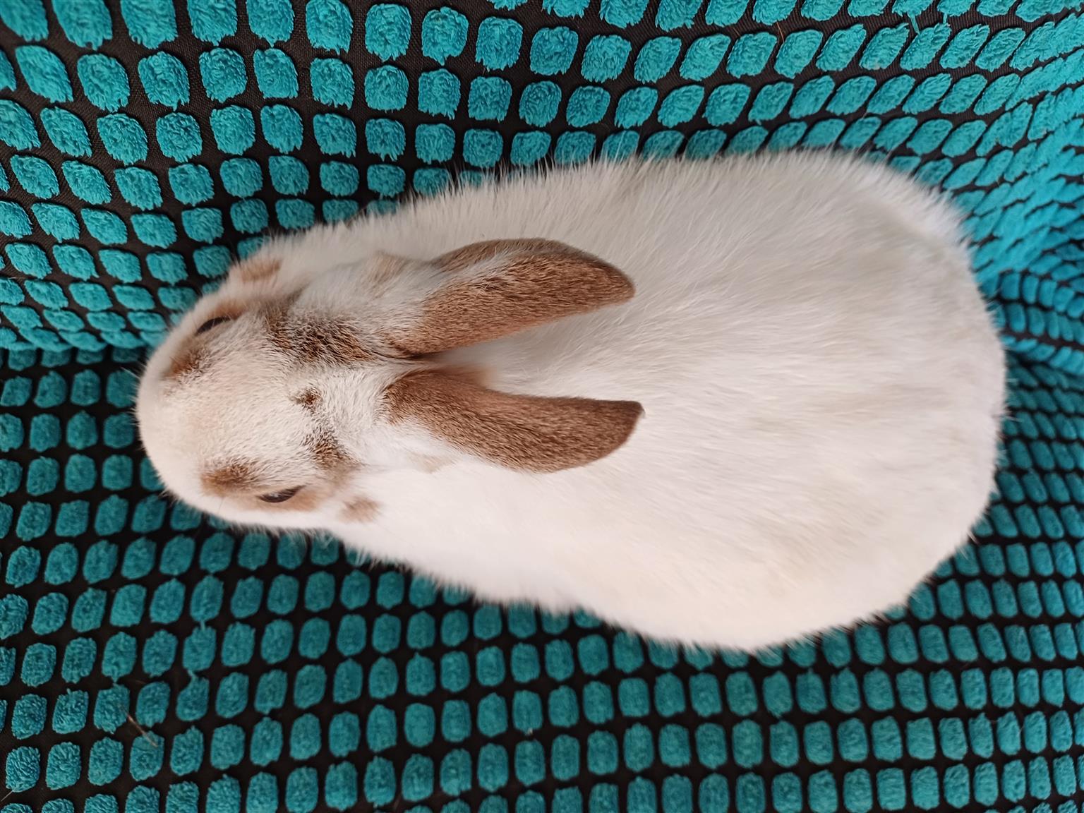 Dwarf bunnies/rabbits | Junk Mail