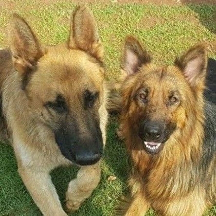 German Shepherd Puppies | Junk Mail Marketplace