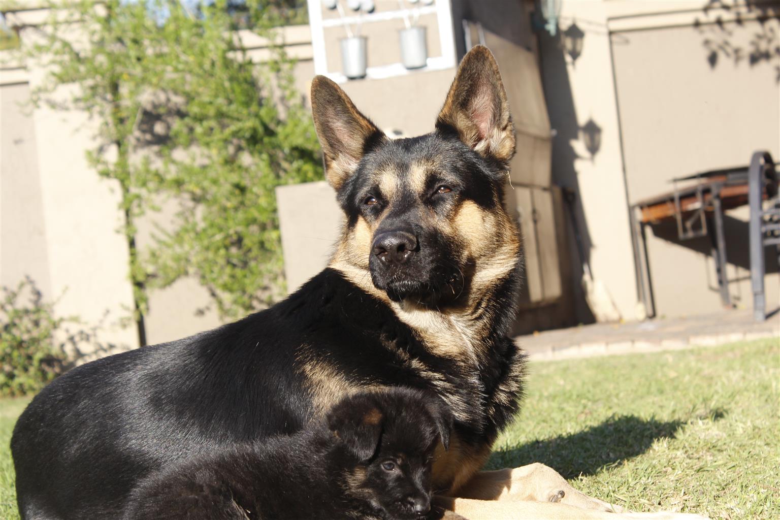 German Shepherd puppies looking for loving homes | Junk Mail