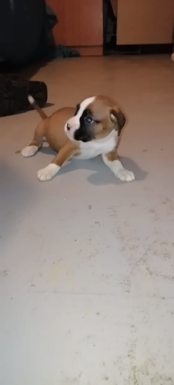 Boxer puppies | Junk Mail Marketplace