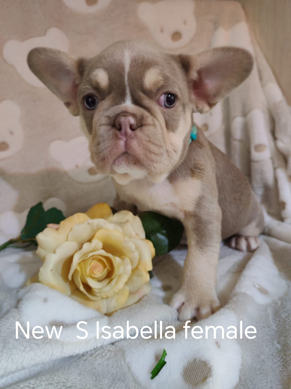 Gorgeous Exotic Frenchies available | Junk Mail Marketplace