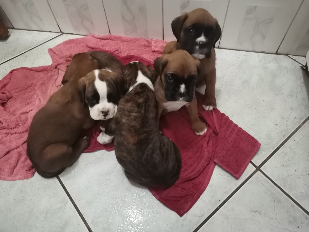 5 Boxer Puppies | Junk Mail Marketplace