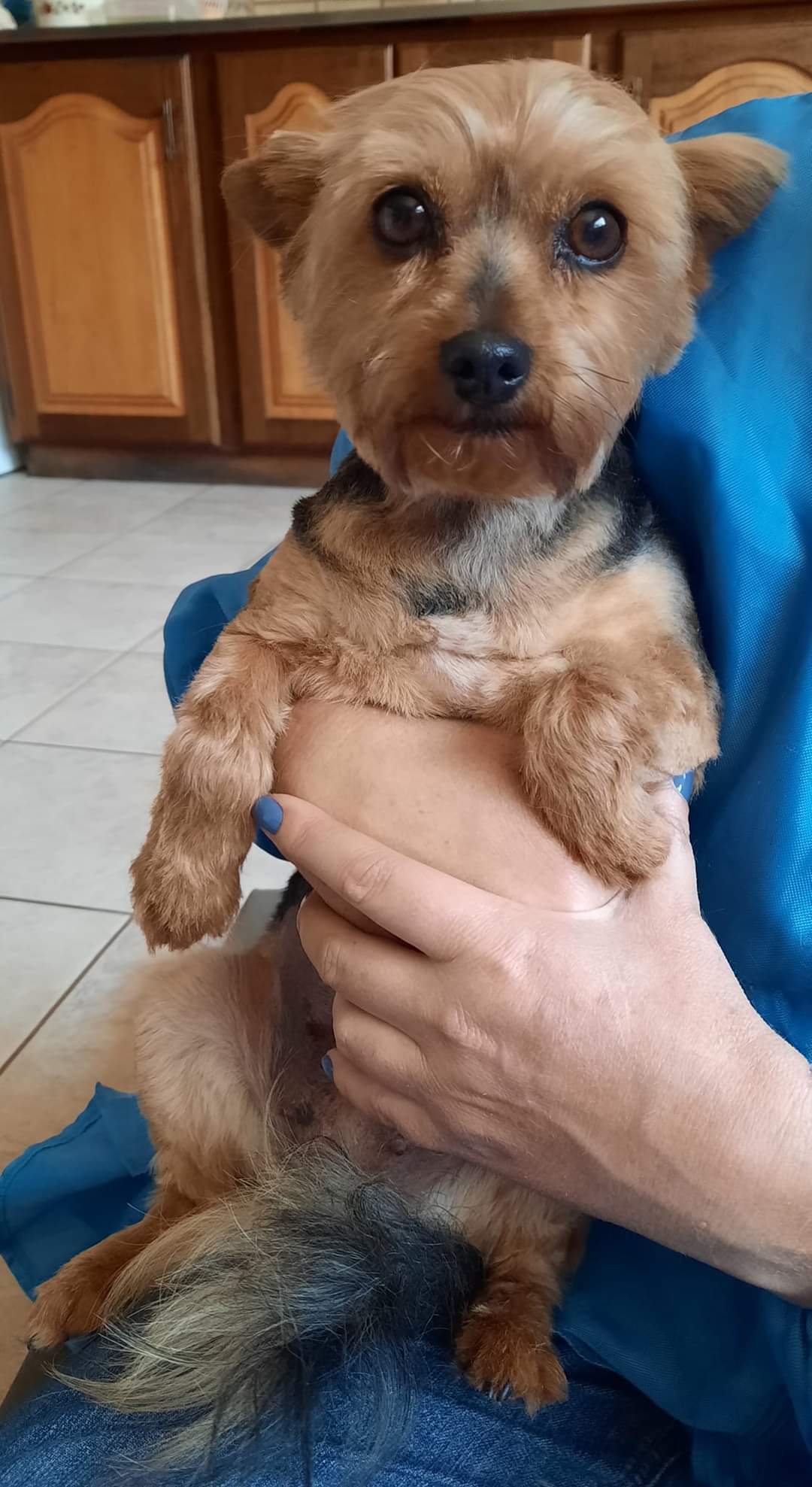 IN-HOME DOG GROOMING SERVICES BENONI & BOKSBURG | Junk Mail Marketplace
