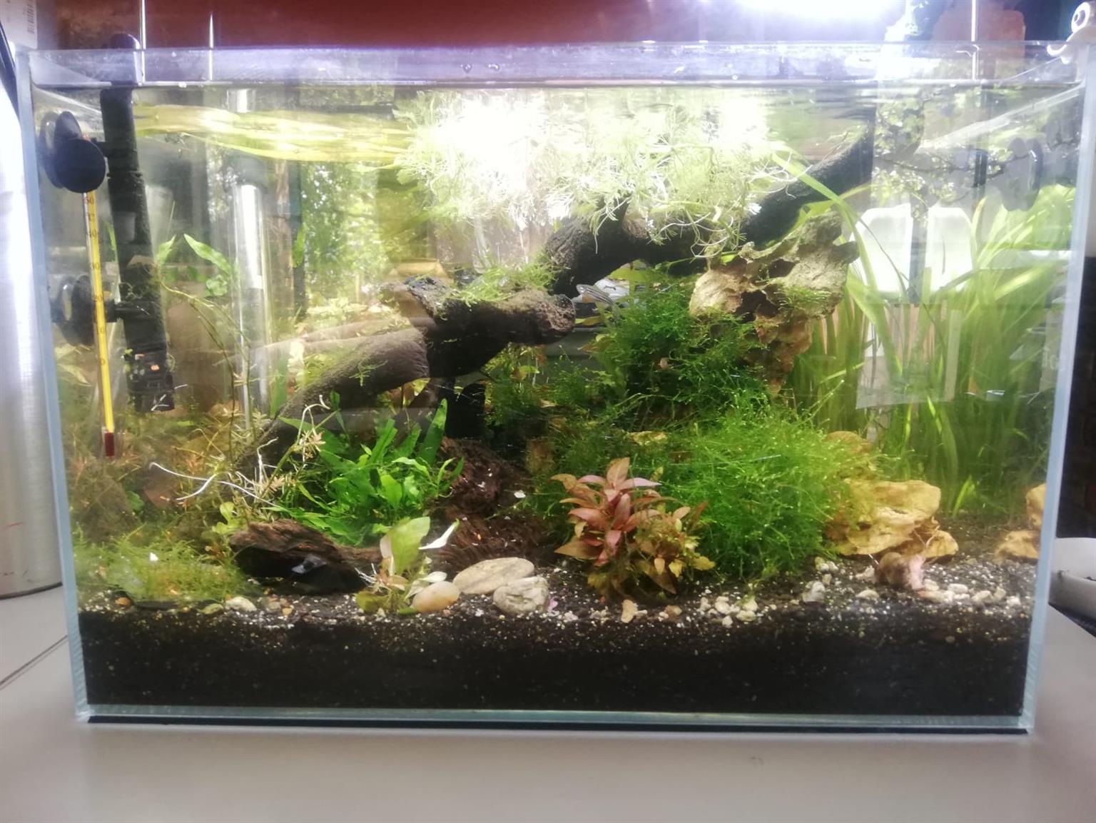 STARFIRE Complete Scape tank incl Nano Co2 defuser setup | Junk Mail ...