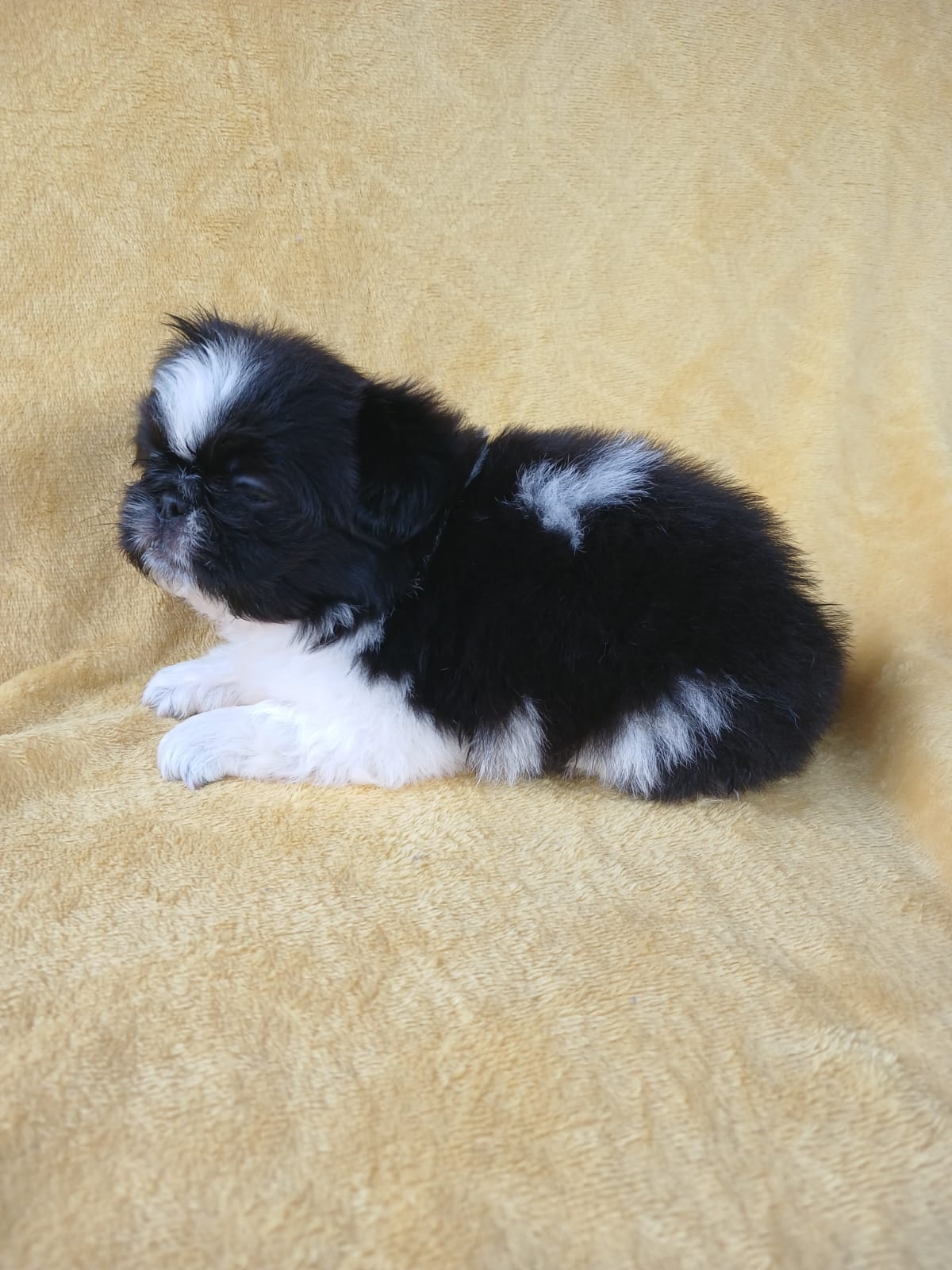 Pure Bred Pekingese | Junk Mail