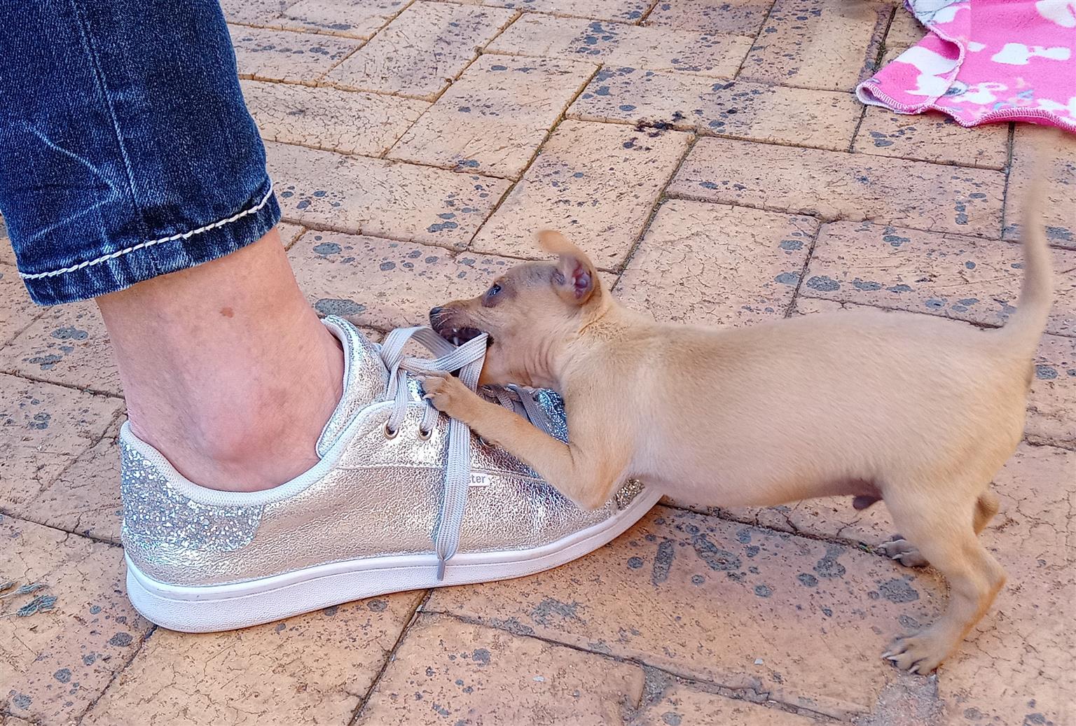 Pure bred Miniature Doberman Pincher male puppy | Junk Mail