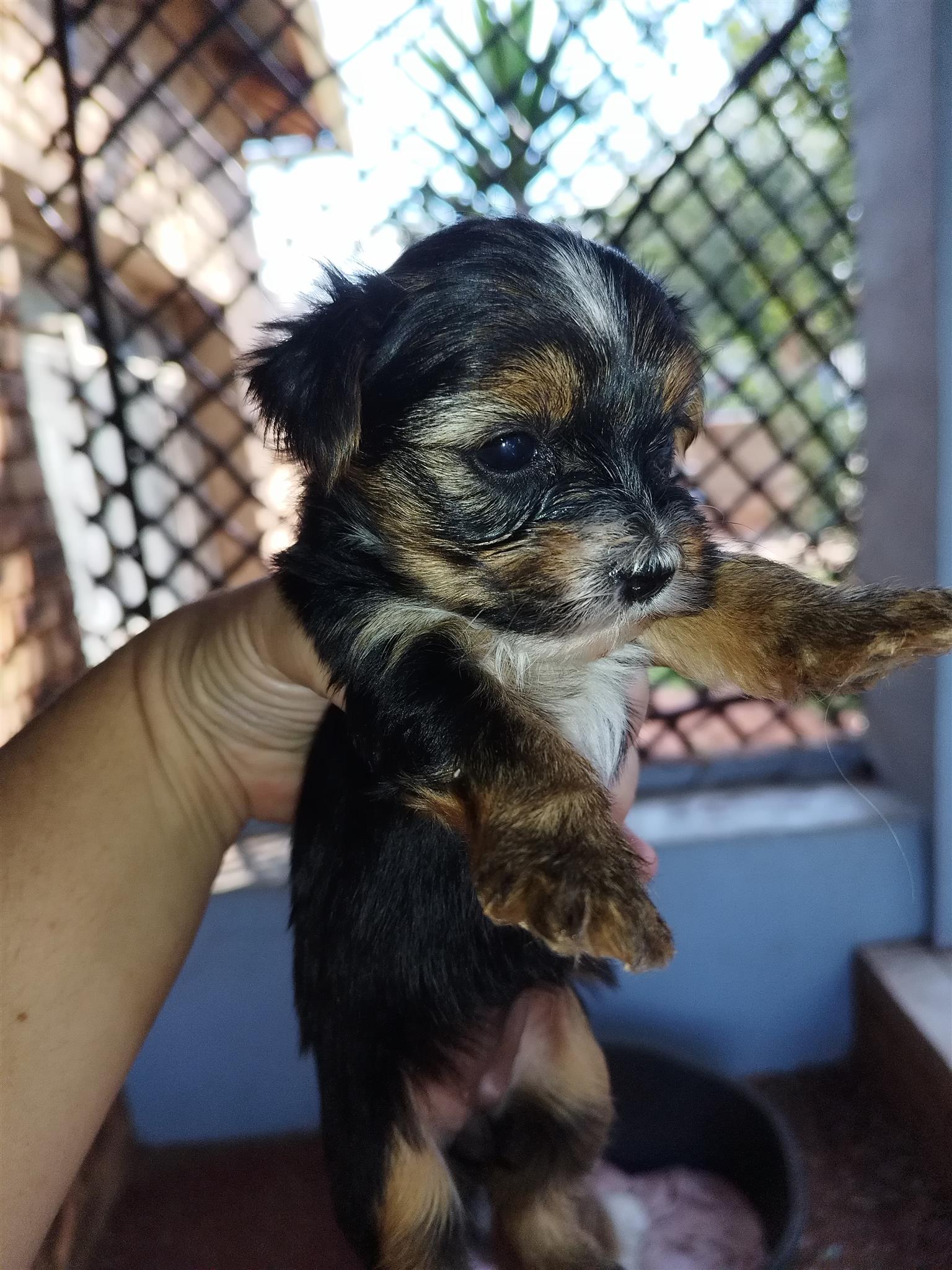 Beautiful yorkies available they are 8 weeks and is dewurmd healthy ...
