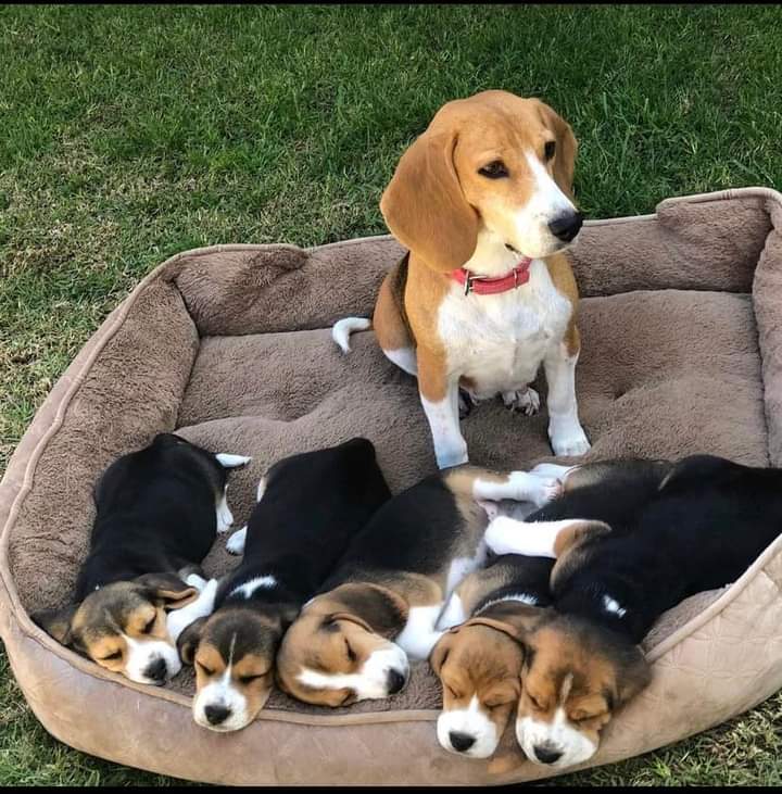 Beagle Puppies | Junk Mail