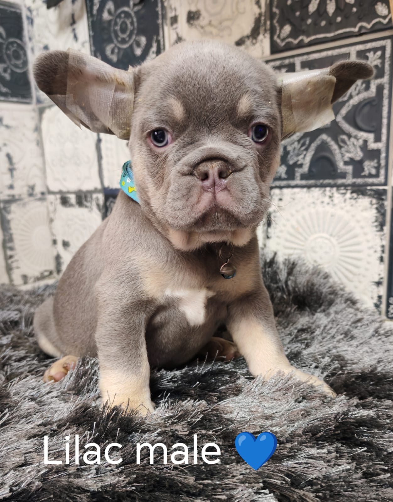 Absolutely gorgeous Exotic French bulldog puppies available | Junk Mail ...