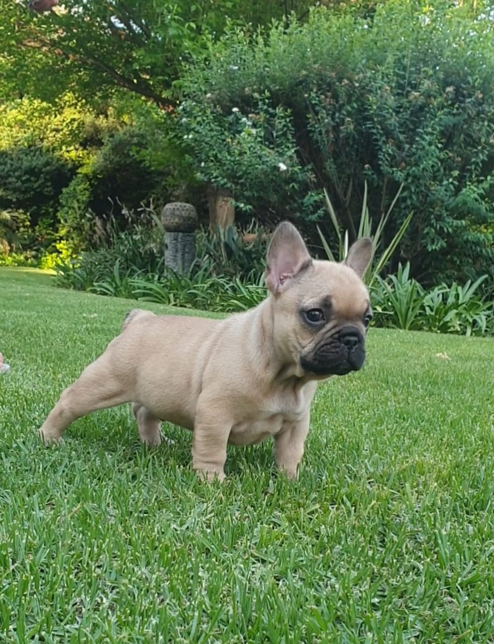Beautiful Frenchie / French Bulldog puppies for sale | Junk Mail ...