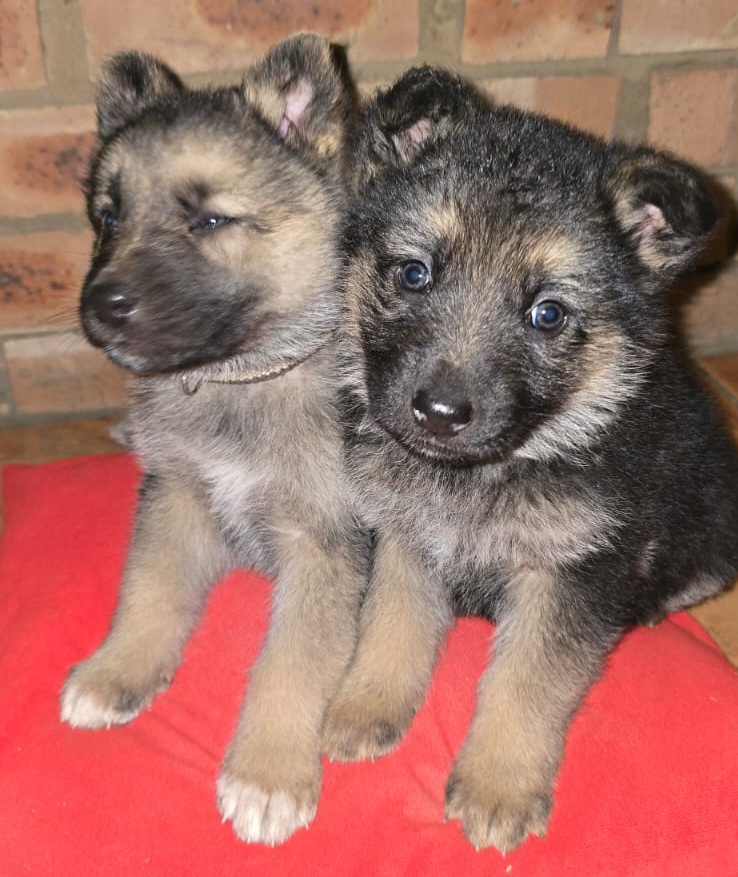 GERMAN SHEPHERD PUPPIES | Junk Mail Marketplace